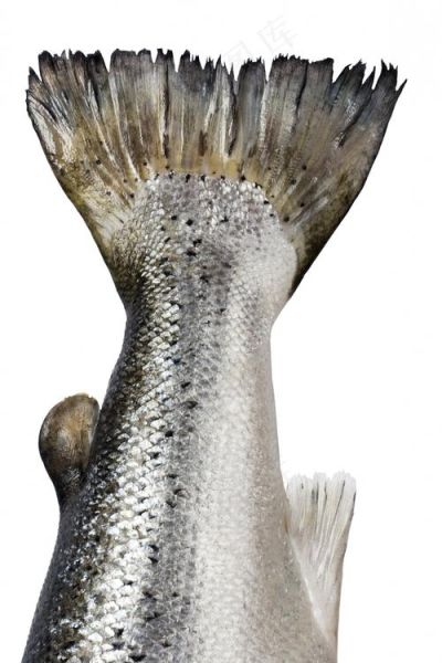 大马哈鱼长什么样子_大马哈鱼外形特征-第2张图片-山城妙识