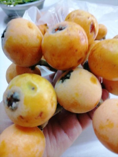 贵州特产水果有哪些_贵州水果哪里买最正宗-第1张图片-山城妙识 贵州特产水果有哪些_贵州水果哪里买最正宗-第1张图片-山城妙识