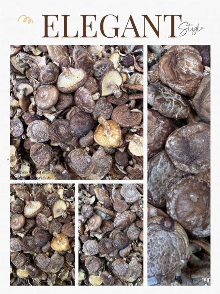 椴木香菇怎么挑选_椴木香菇多少钱一斤-第1张图片-山城妙识