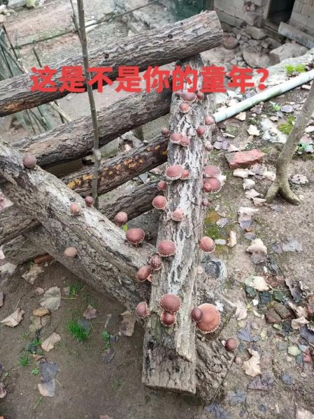 椴木香菇怎么挑选_椴木香菇多少钱一斤-第2张图片-山城妙识