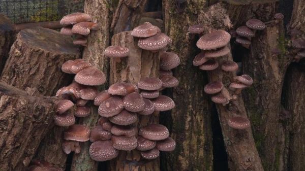 椴木香菇怎么挑选_椴木香菇多少钱一斤-第3张图片-山城妙识