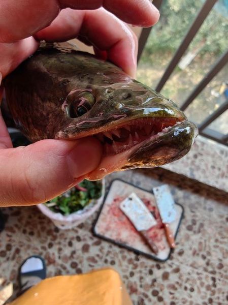 黑鱼图片大全_黑鱼高清图片怎么拍-第1张图片-山城妙识 黑鱼图片大全_黑鱼高清图片怎么拍-第1张图片-山城妙识