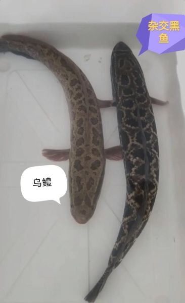 黑鱼图片大全_黑鱼高清图片怎么拍-第2张图片-山城妙识 黑鱼图片大全_黑鱼高清图片怎么拍-第2张图片-山城妙识