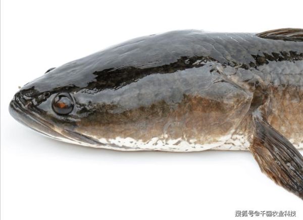 黑鱼图片大全_黑鱼高清图片怎么拍-第3张图片-山城妙识 黑鱼图片大全_黑鱼高清图片怎么拍-第3张图片-山城妙识