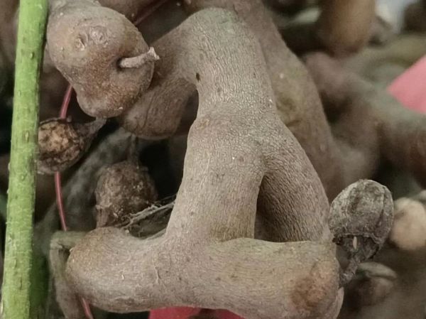 鸡爪梨泡酒的功效与作用_鸡爪梨泡酒怎么泡-第1张图片-山城妙识 鸡爪梨泡酒的功效与作用_鸡爪梨泡酒怎么泡-第1张图片-山城妙识