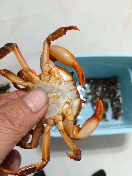 鸡爪梨泡酒的功效与作用_鸡爪梨泡酒怎么泡-第3张图片-山城妙识 鸡爪梨泡酒的功效与作用_鸡爪梨泡酒怎么泡-第3张图片-山城妙识