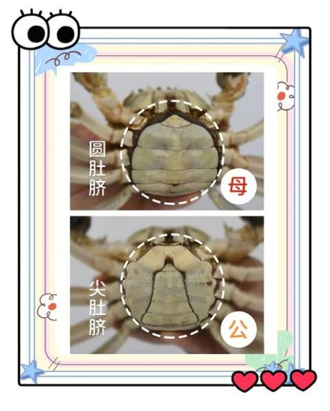 大闸蟹公母大小对比_几两重才好吃-第1张图片-山城妙识 大闸蟹公母大小对比_几两重才好吃-第1张图片-山城妙识