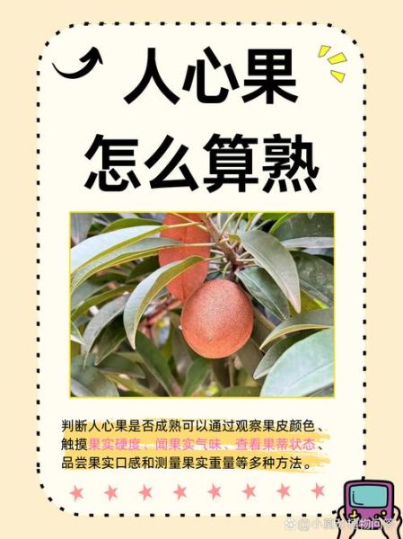 人心果怎么吃_人心果的功效与作用-第1张图片-山城妙识 人心果怎么吃_人心果的功效与作用-第1张图片-山城妙识