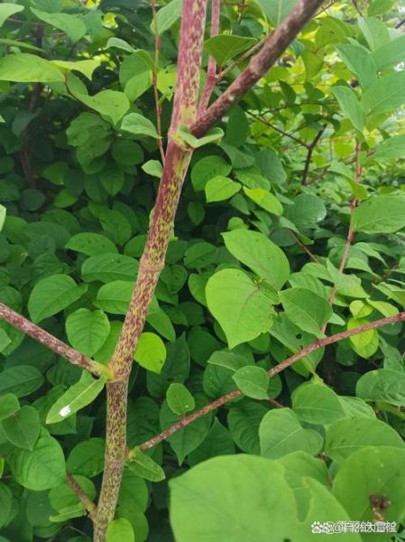 虎杖全草图长什么样_虎杖全草图高清细节解析-第1张图片-山城妙识