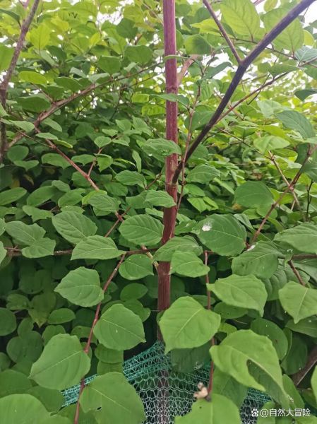 虎杖全草图长什么样_虎杖全草图高清细节解析-第3张图片-山城妙识