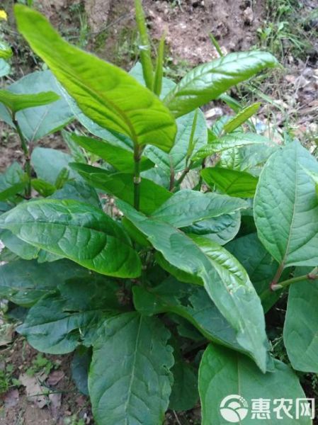 虎杖全草图长什么样_虎杖全草图高清细节解析-第2张图片-山城妙识