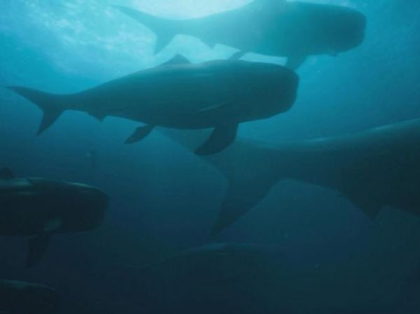 邓氏鱼有多大_邓氏鱼吃什么-第3张图片-山城妙识