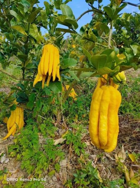 佛手瓜要去皮吗_佛手瓜皮能不能吃-第3张图片-山城妙识 佛手瓜要去皮吗_佛手瓜皮能不能吃-第3张图片-山城妙识