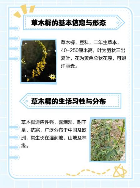 香苜蓿又叫什么_香苜蓿与草木犀区别-第2张图片-山城妙识