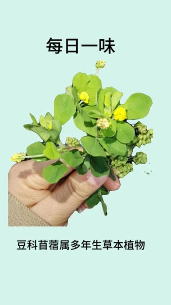 香苜蓿又叫什么_香苜蓿与草木犀区别-第1张图片-山城妙识