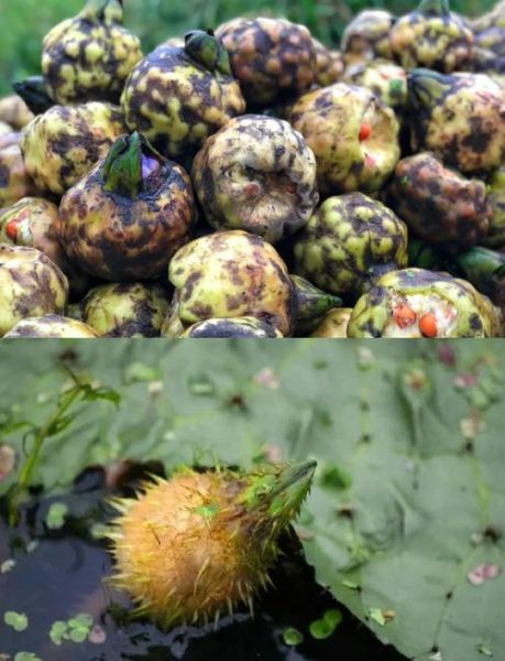 鸡头米是芡实吗_鸡头米和芡实有什么区别-第1张图片-山城妙识