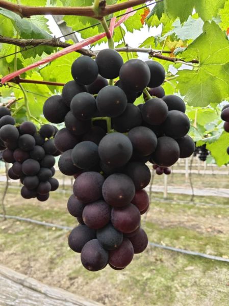 巨峰葡萄热量高吗_巨峰葡萄减肥能吃吗-第2张图片-山城妙识 巨峰葡萄热量高吗_巨峰葡萄减肥能吃吗-第2张图片-山城妙识