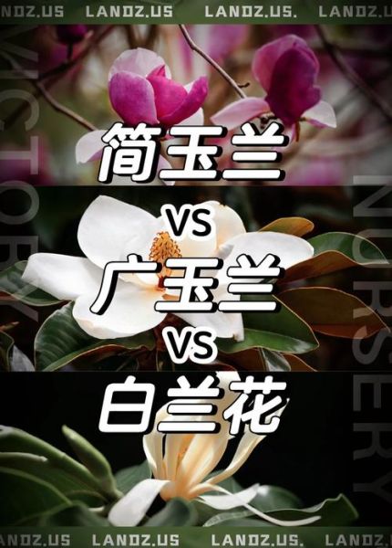 白玉兰什么时候开花_白玉兰和广玉兰的区别-第1张图片-山城妙识