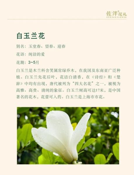 白玉兰什么时候开花_白玉兰和广玉兰的区别-第2张图片-山城妙识