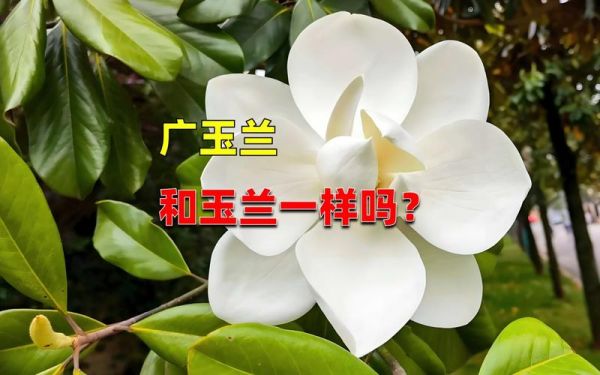 白玉兰什么时候开花_白玉兰和广玉兰的区别-第3张图片-山城妙识