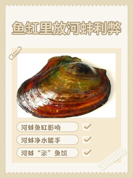 家里养河蚌会倒霉吗_风水禁忌真相-第1张图片-山城妙识