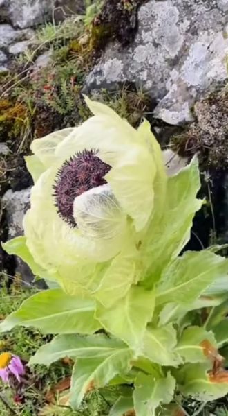 天山雪莲多少钱一朵_正宗雪莲价格区间-第3张图片-山城妙识