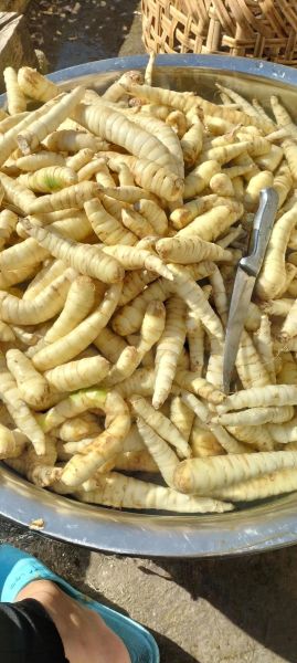 冬粉薯的功效与作用_怎么吃最养脾胃-第1张图片-山城妙识 冬粉薯的功效与作用_怎么吃最养脾胃-第1张图片-山城妙识