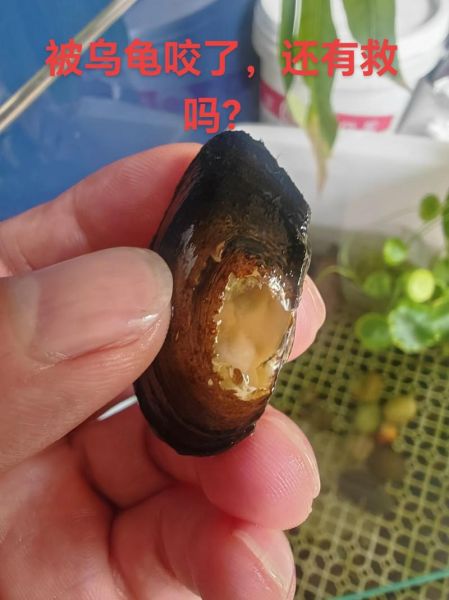 家里养河蚌会倒霉吗_风水禁忌真相-第2张图片-山城妙识