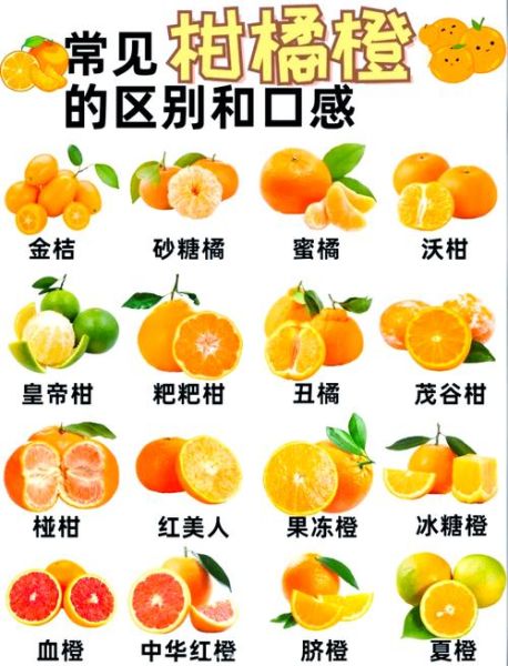 最好吃的橙子排名_哪种橙子最甜-第2张图片-山城妙识 最好吃的橙子排名_哪种橙子最甜-第2张图片-山城妙识