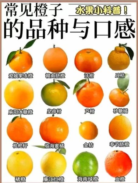 最好吃的橙子排名_哪种橙子最甜-第1张图片-山城妙识 最好吃的橙子排名_哪种橙子最甜-第1张图片-山城妙识