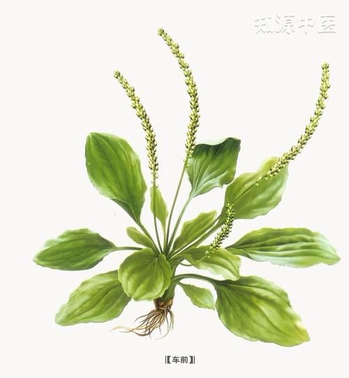 车前子泡水喝的功效_车前子泡水一天喝几次-第3张图片-山城妙识 车前子泡水喝的功效_车前子泡水一天喝几次-第3张图片-山城妙识