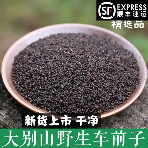 车前子泡水喝的功效_车前子泡水一天喝几次-第2张图片-山城妙识 车前子泡水喝的功效_车前子泡水一天喝几次-第2张图片-山城妙识