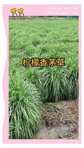 香茅草的功效与作用_香茅草怎么用效果最好-第2张图片-山城妙识