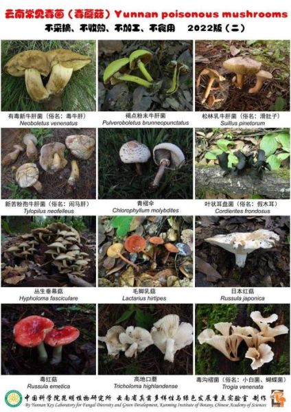 野生菌类大全名称及图片_如何辨别可食用与有毒品种-第1张图片-山城妙识 野生菌类大全名称及图片_如何辨别可食用与有毒品种-第1张图片-山城妙识