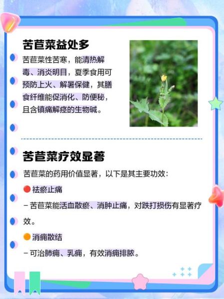 苦苣菜的功效与作用_苦苣菜怎么吃最养肝-第3张图片-山城妙识 苦苣菜的功效与作用_苦苣菜怎么吃最养肝-第3张图片-山城妙识