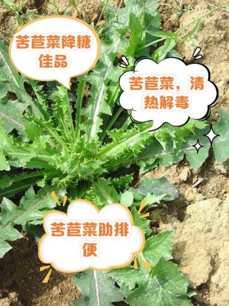 苦苣菜的功效与作用_苦苣菜怎么吃最养肝-第2张图片-山城妙识 苦苣菜的功效与作用_苦苣菜怎么吃最养肝-第2张图片-山城妙识