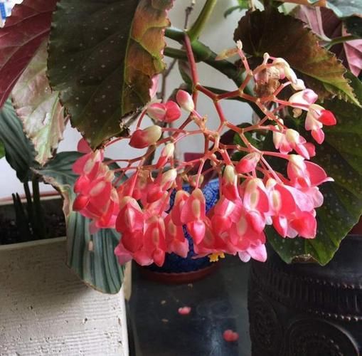 帐中香金银花海棠是什么_怎么用-第2张图片-山城妙识 帐中香金银花海棠是什么_怎么用-第2张图片-山城妙识