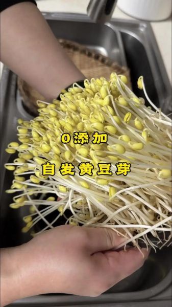 黄豆芽怎么发芽_家庭无土培育步骤-第3张图片-山城妙识 黄豆芽怎么发芽_家庭无土培育步骤-第3张图片-山城妙识