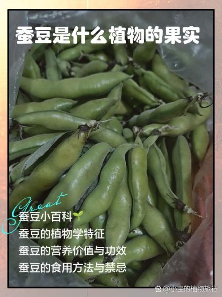 蚕豆病不能吃什么水果_蚕豆病禁忌水果有哪些-第3张图片-山城妙识