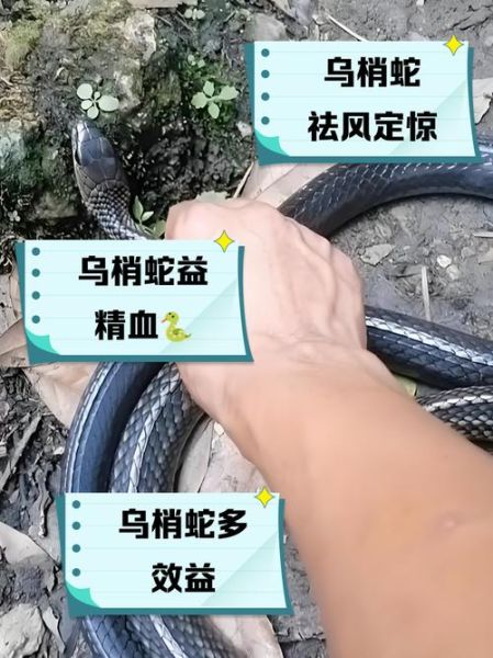 蛇肉的功效与作用_蛇肉哪些人不能吃-第1张图片-山城妙识