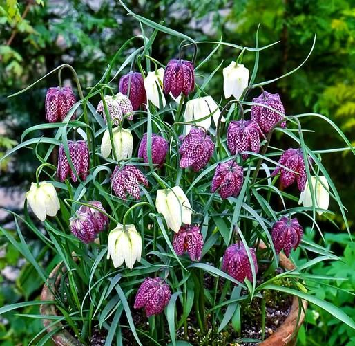 贝母花图片长什么样_如何辨别真假贝母花-第1张图片-山城妙识