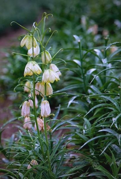 贝母花图片长什么样_如何辨别真假贝母花-第3张图片-山城妙识