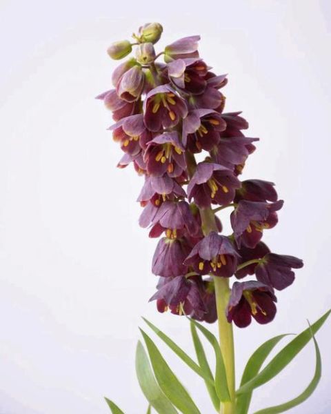 贝母花图片长什么样_如何辨别真假贝母花-第2张图片-山城妙识