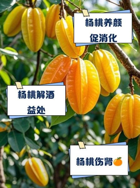 吃杨桃的好处和禁忌_杨桃不能和什么一起吃-第1张图片-山城妙识 吃杨桃的好处和禁忌_杨桃不能和什么一起吃-第1张图片-山城妙识