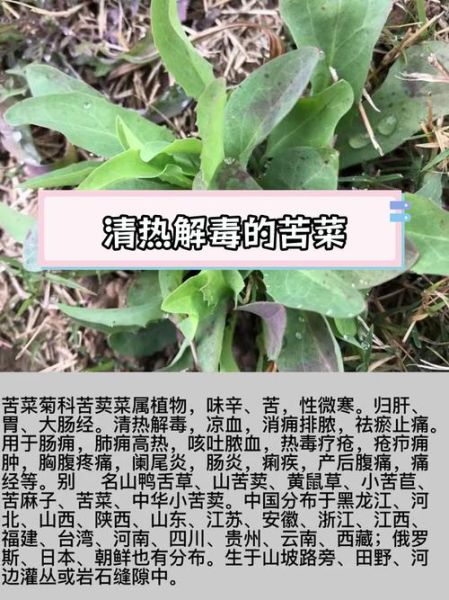 苦菜毒副作用有哪些_苦菜中毒怎么办-第2张图片-山城妙识