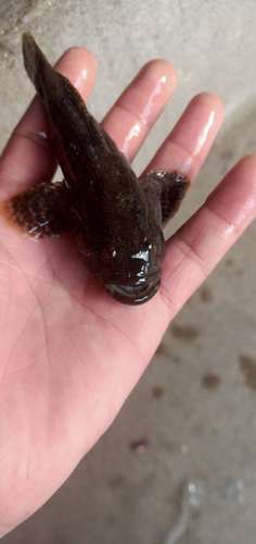 淡水虎头鱼图片_淡水虎头鱼长什么样-第1张图片-山城妙识