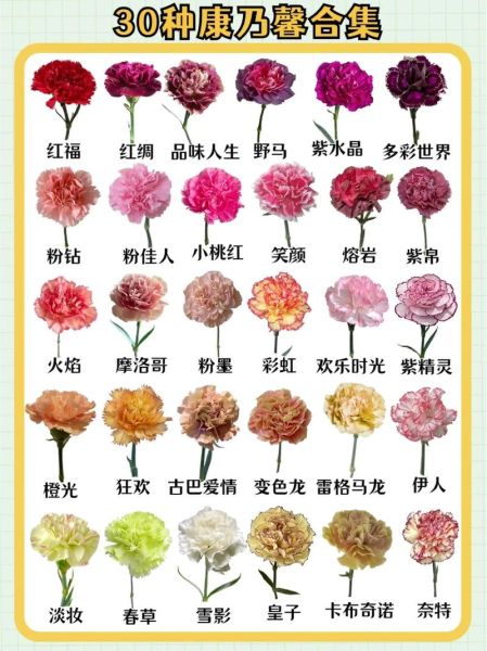 康乃馨花语图片大全_康乃馨不同颜色代表什么-第3张图片-山城妙识