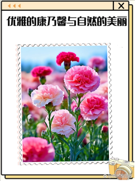 康乃馨花语图片大全_康乃馨不同颜色代表什么-第2张图片-山城妙识