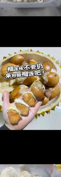 榴莲核能吃吗_榴莲核怎么吃最好-第3张图片-山城妙识