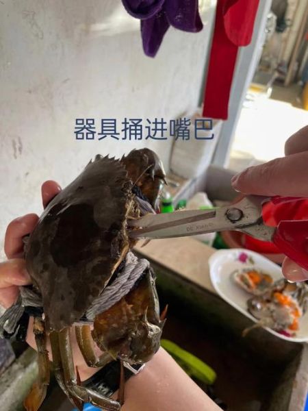 螃蟹怎么杀_螃蟹处理步骤视频-第1张图片-山城妙识